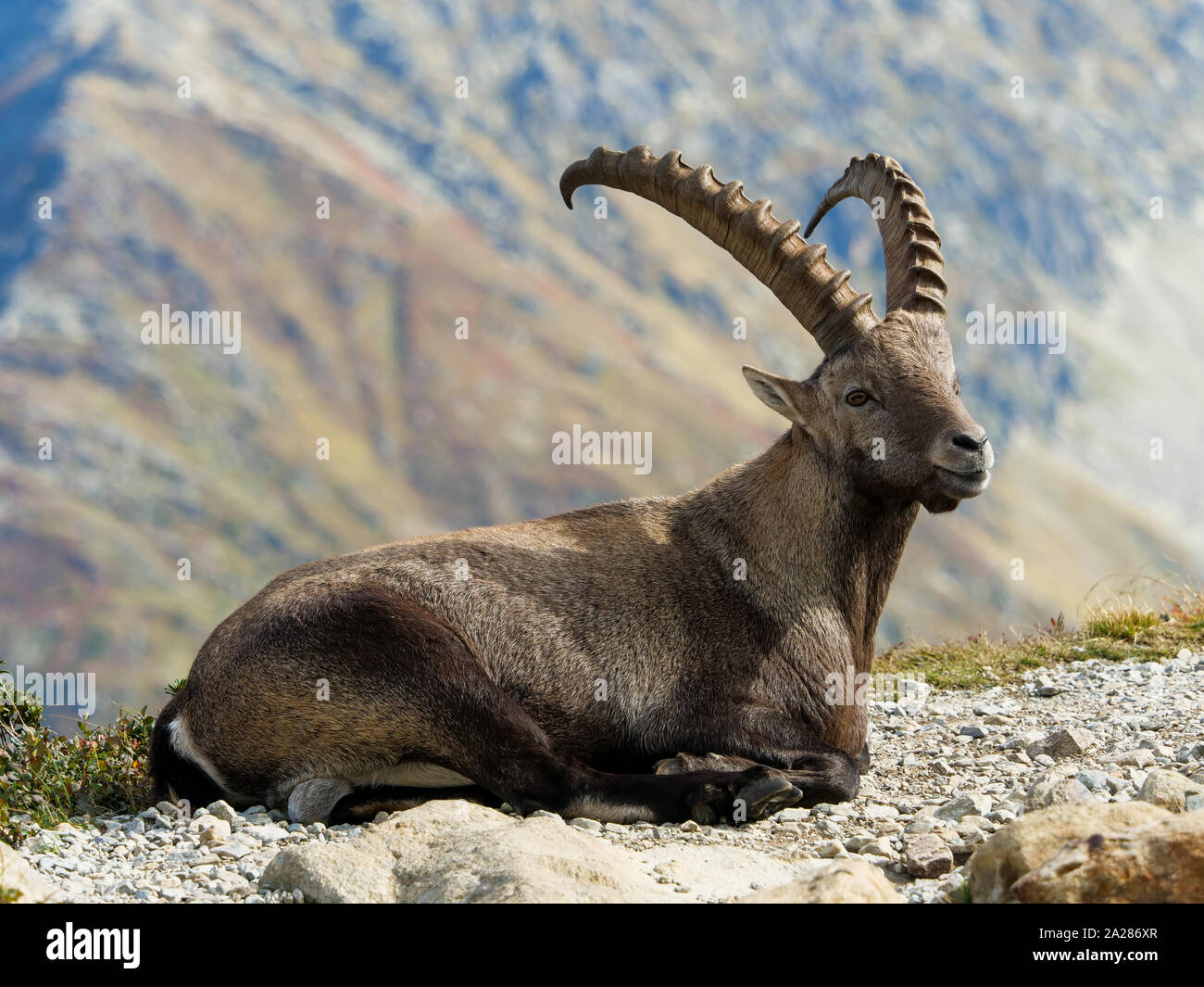 Alpine Ibex, Aiguilles Rouge massif, Chamonix Mont-Blanc, Haute-Savoie ...