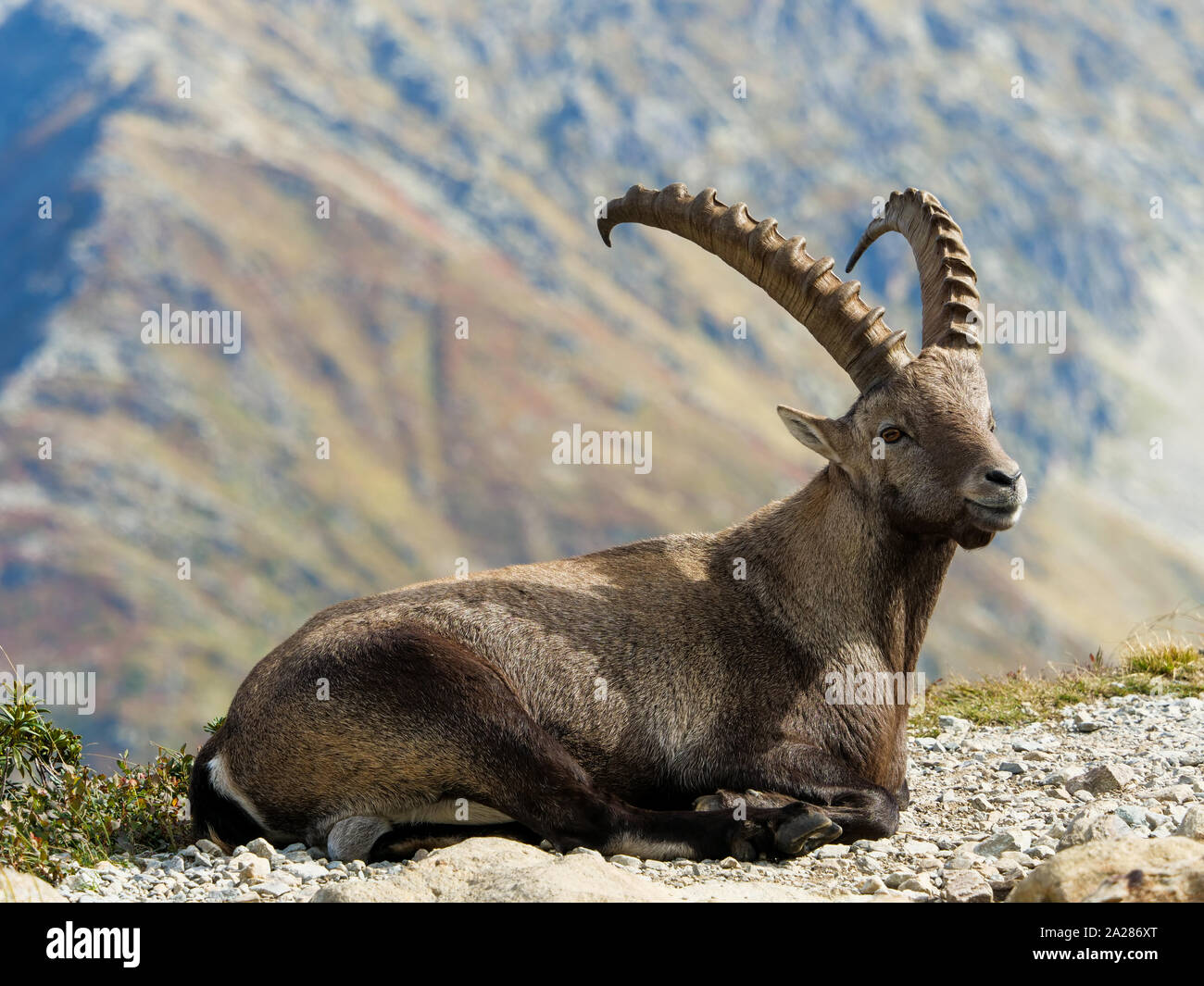 Bouquetin sauvage hi-res stock photography and images - Alamy