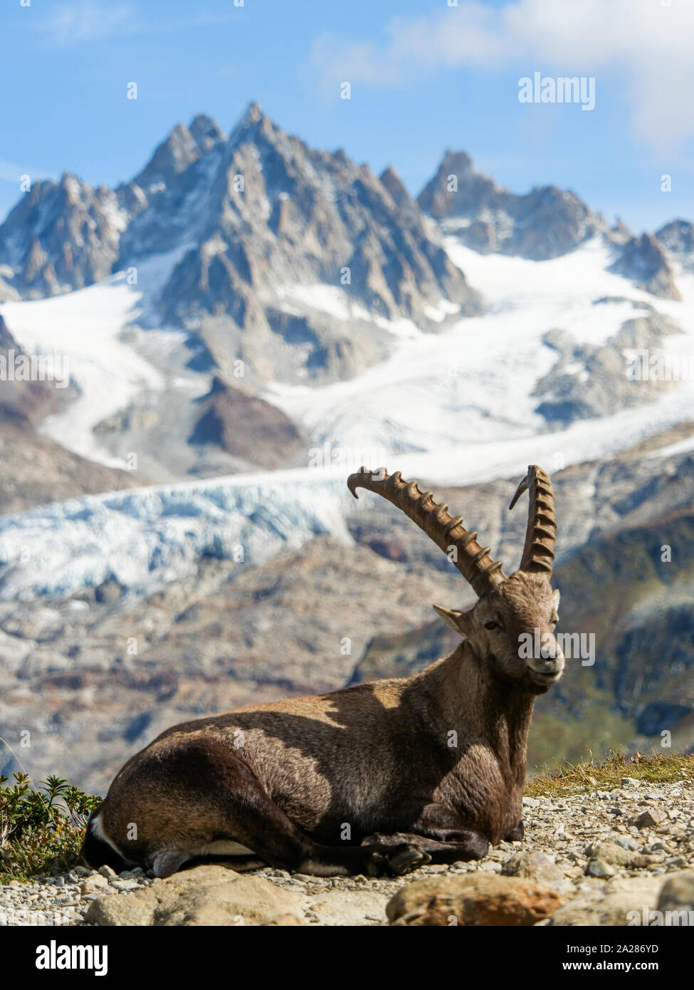 Alpine Ibex, Aiguilles Rouge massif, Chamonix Mont-Blanc, Haute-Savoie ...