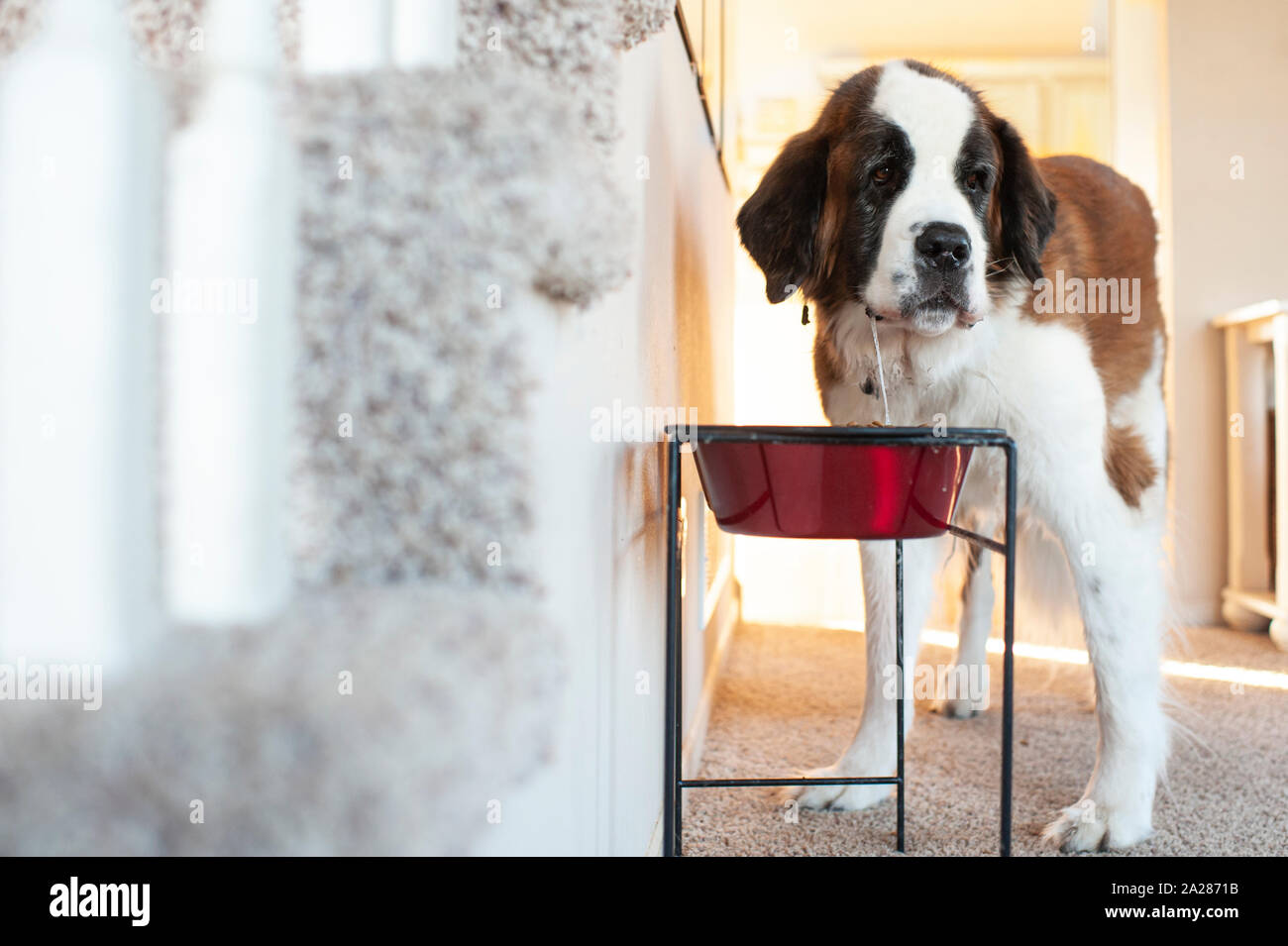 Large dog drooling standing in front of food bowl at home Stock Photo ...