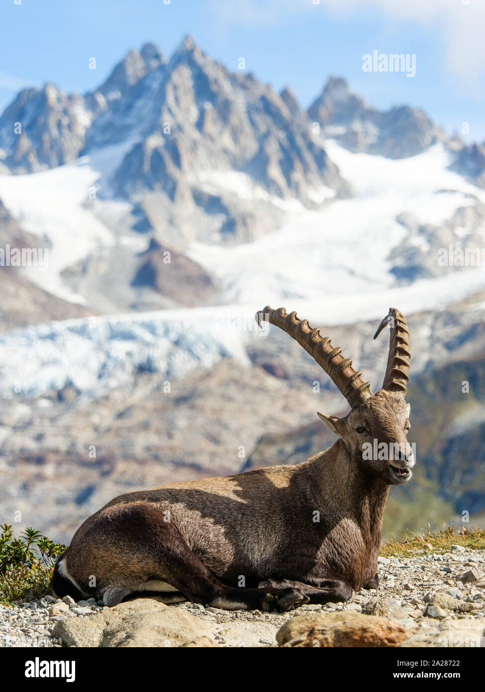 Alpine Ibex, Aiguilles Rouge massif, Chamonix Mont-Blanc, Haute-Savoie ...