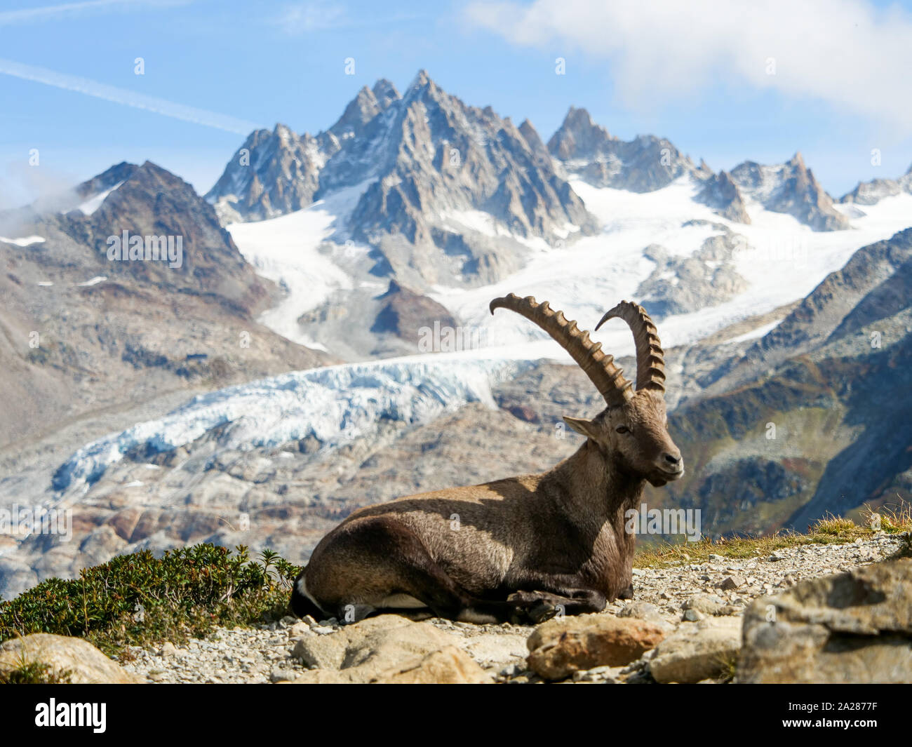 Alpine Ibex, Aiguilles Rouge massif, Chamonix Mont-Blanc, Haute-Savoie ...