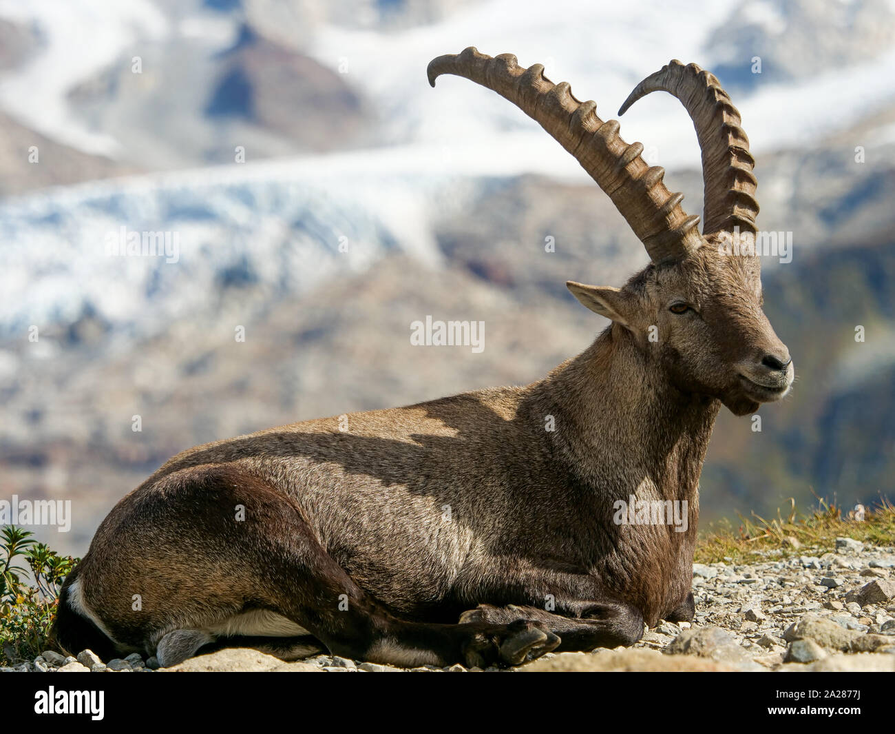 Alpine Ibex, Aiguilles Rouge massif, Chamonix Mont-Blanc, Haute-Savoie ...
