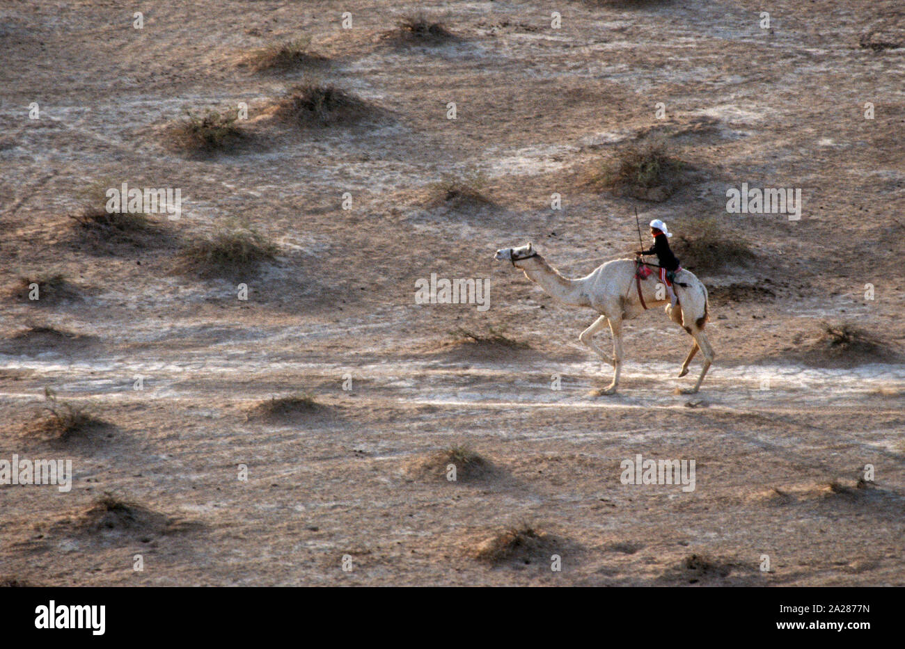 Racing camel being ridden home, Dubai desert, United Arab Emirates ...