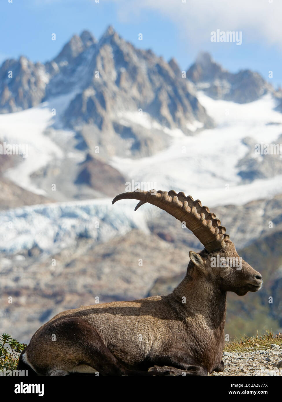Alpine Ibex, Aiguilles Rouge massif, Chamonix Mont-Blanc, Haute-Savoie ...