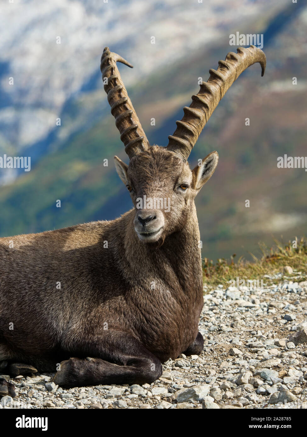 Alpine Ibex, Aiguilles Rouge massif, Chamonix Mont-Blanc, Haute-Savoie ...