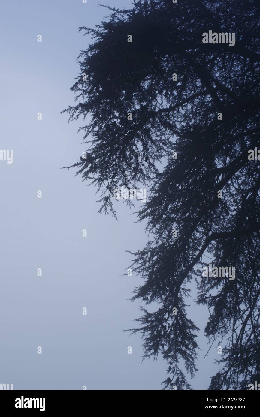 Mature Cedar of Lebanon (Cedrus libani) Tree on a Misty Winters Day ...