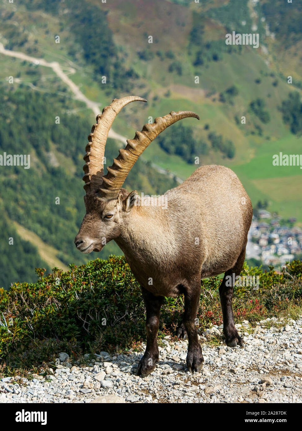 Alpine Ibex, Aiguilles Rouge massif, Chamonix Mont-Blanc, Haute-Savoie ...