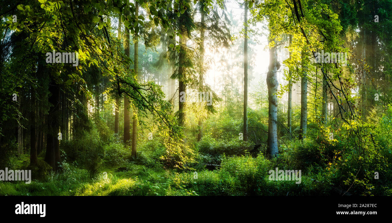 Beautiful forest in spring with bright sunlight shining through the ...