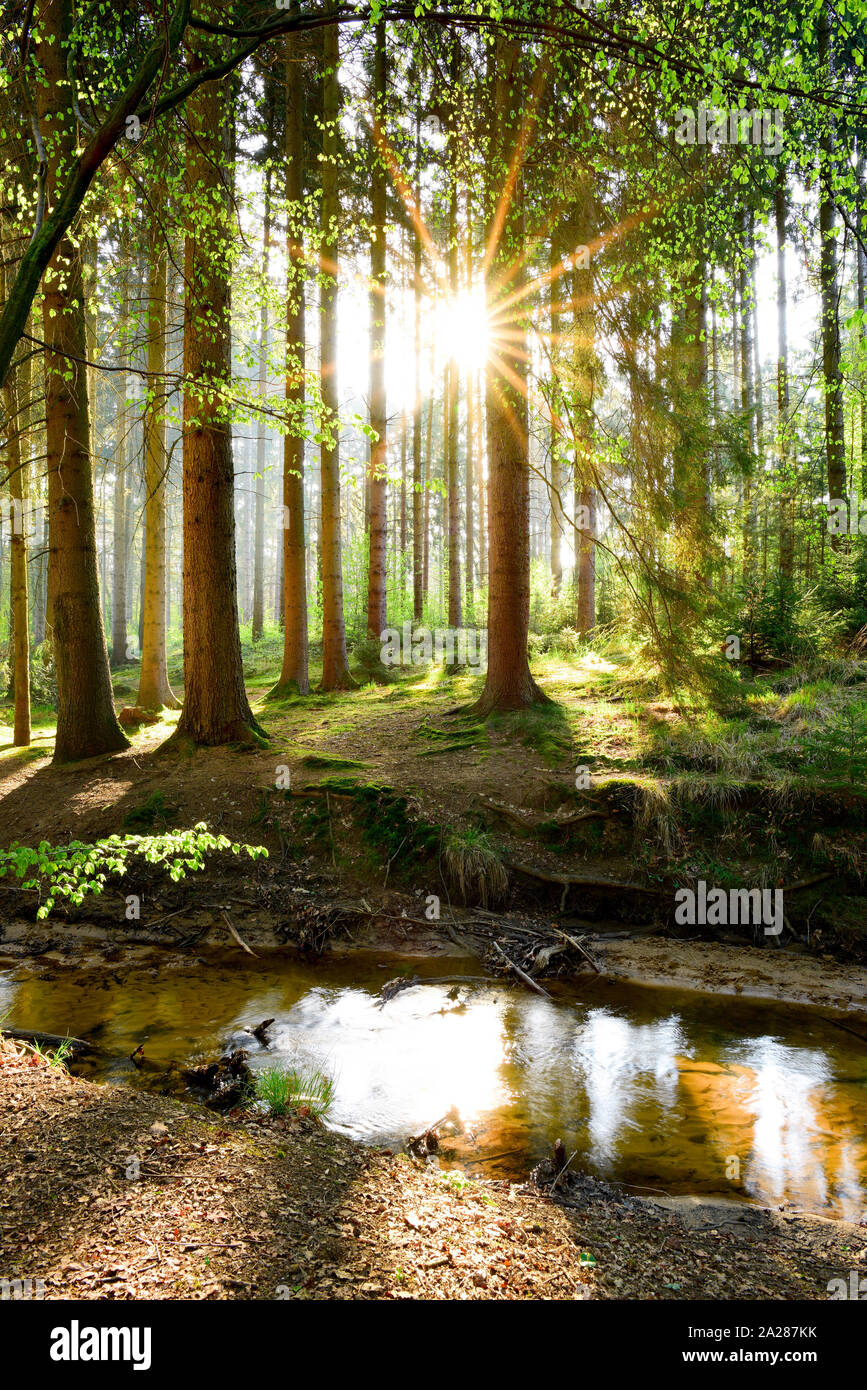 Beautiful forest in spring with bright sunlight shining through the ...