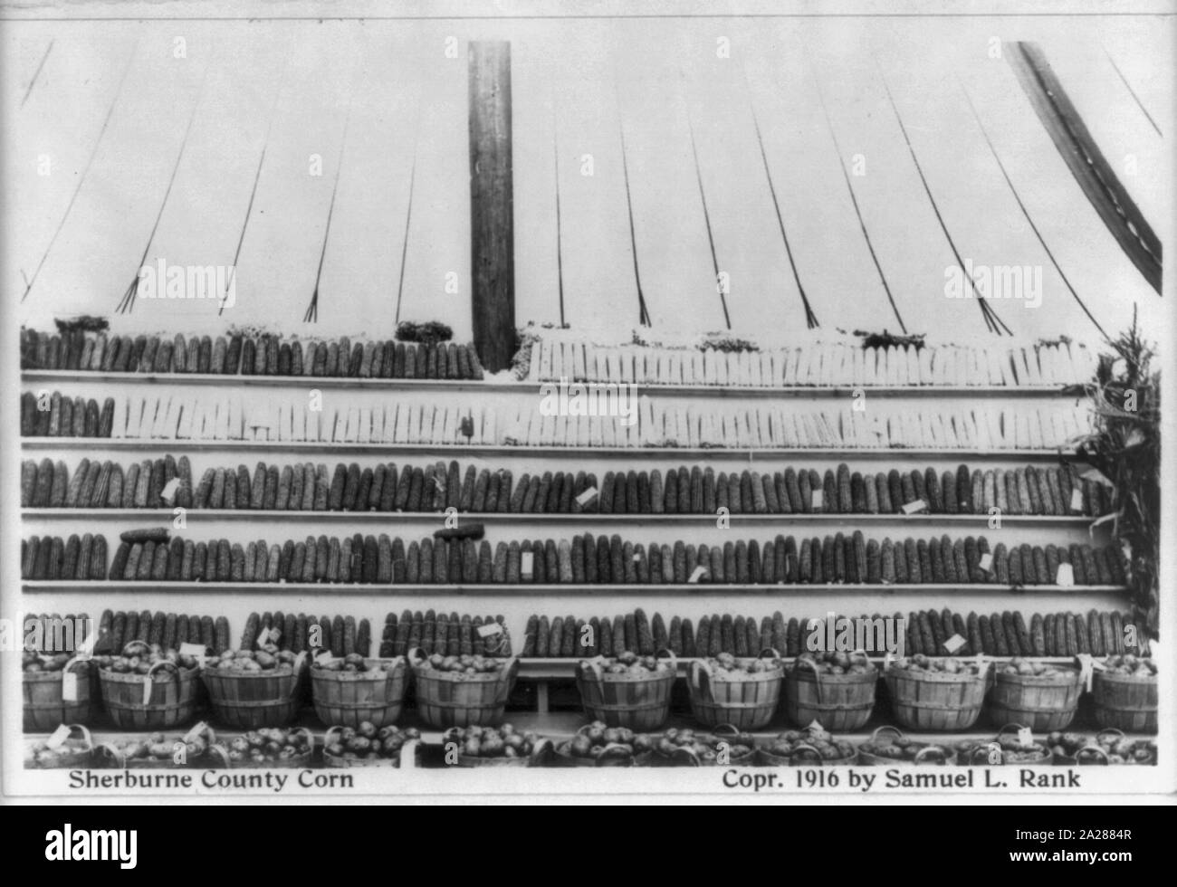 Prize winners at Sherburne County fair, Minnesota - exhibit of corn ...