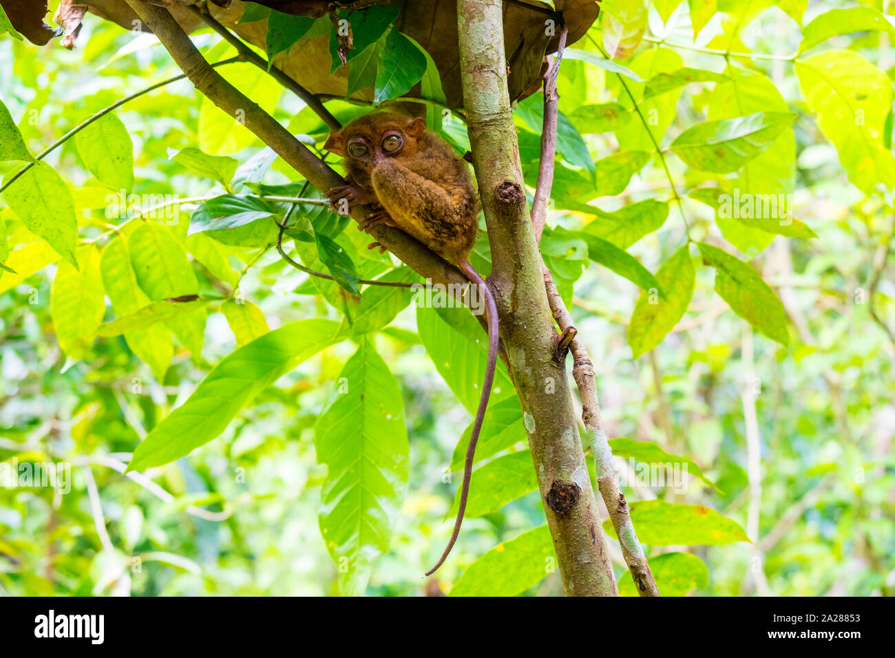 Philippine Tarsier (Carlito syrichta) at the Tarsier Conservation Area ...