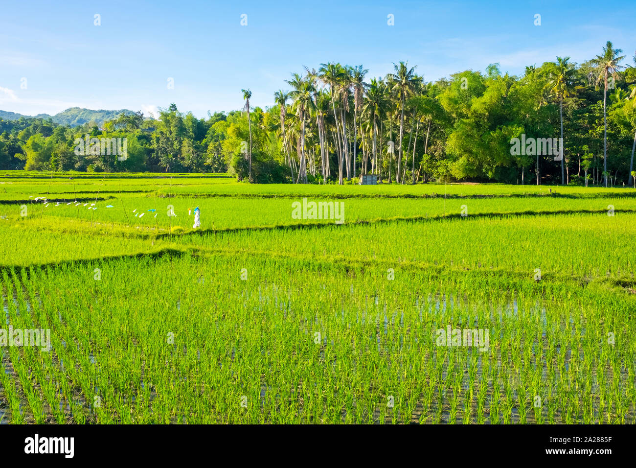 Lush green rice fields, Maria, Siquijor Island, Central Visayas ...