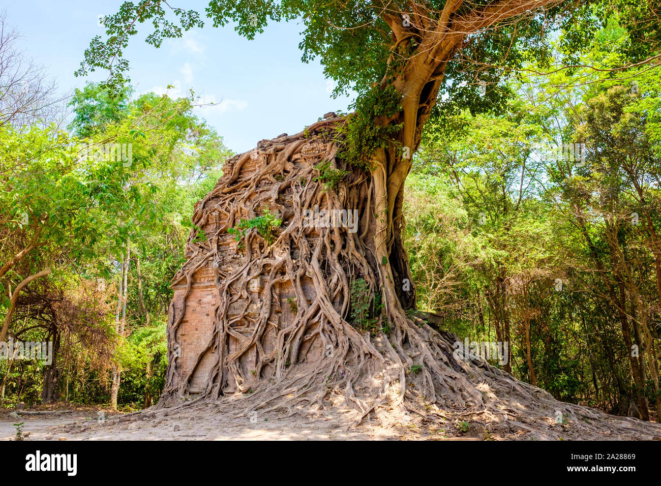 A large tree grows over Pre-Angkorian temple ruins at Sambor Prei Kuk ...