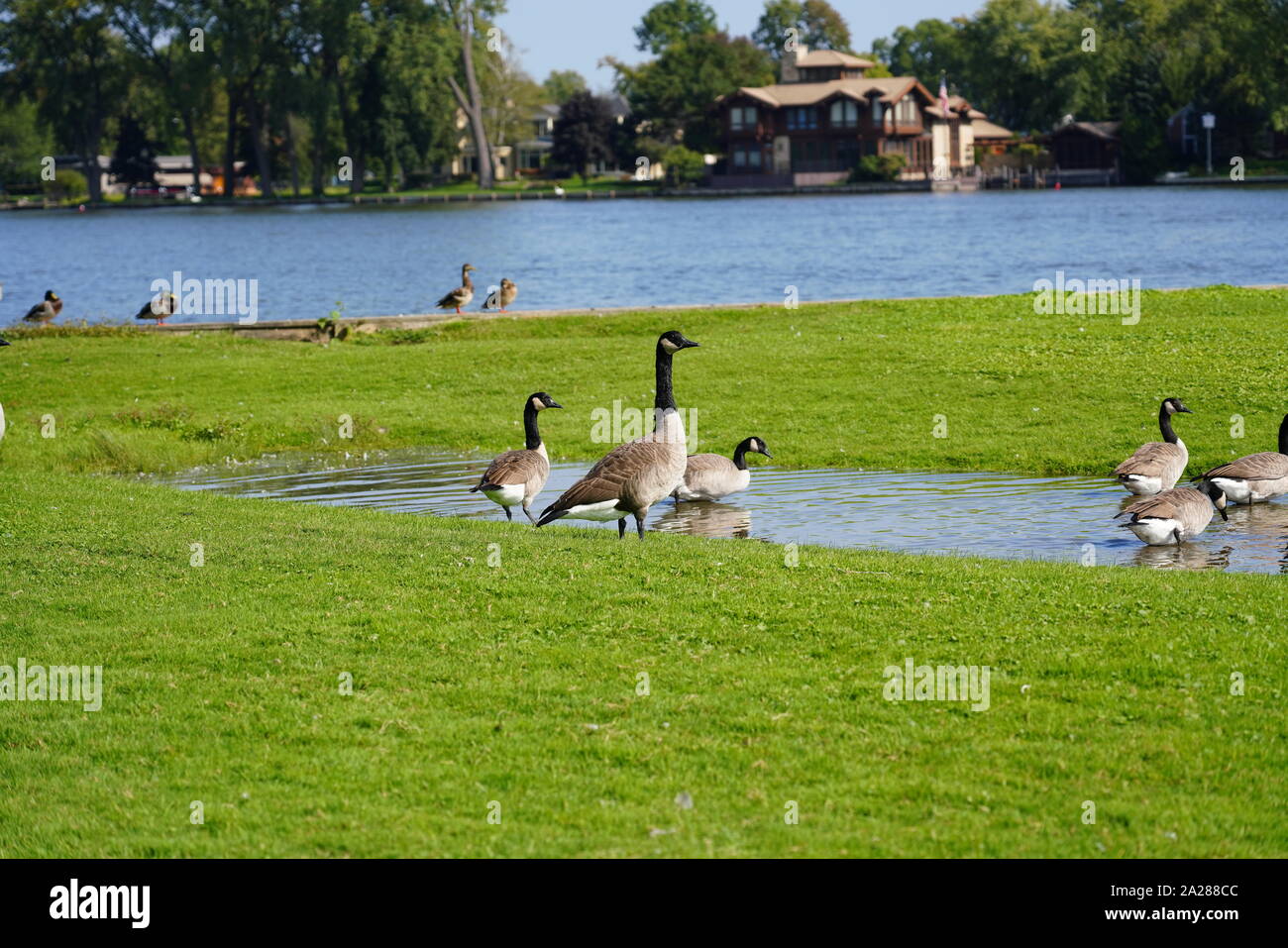 Family of Canadian Geese hangout at Doty Park in Neenah, Wisconsin ...
