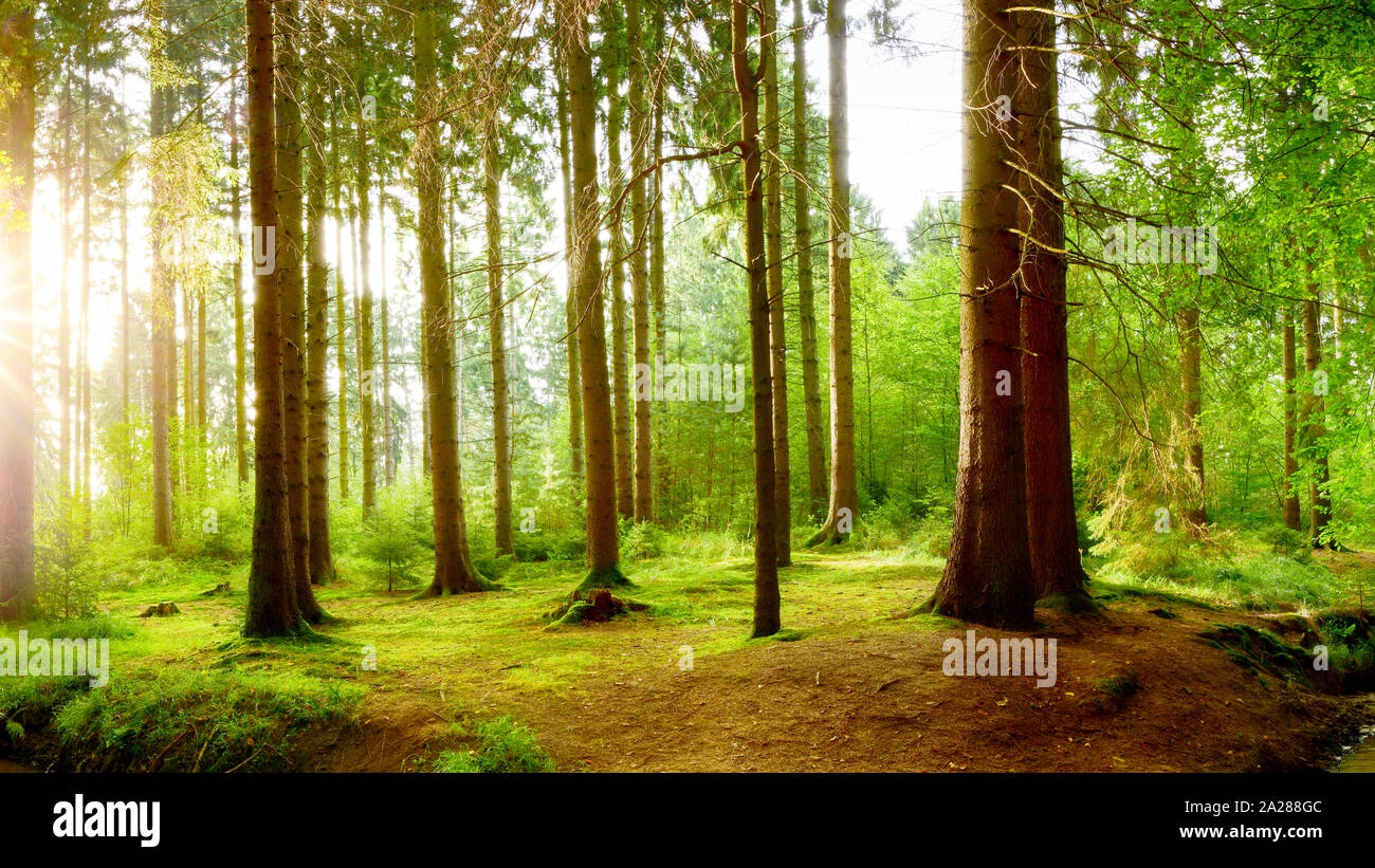 Sunlight in forrest hi-res stock photography and images - Alamy