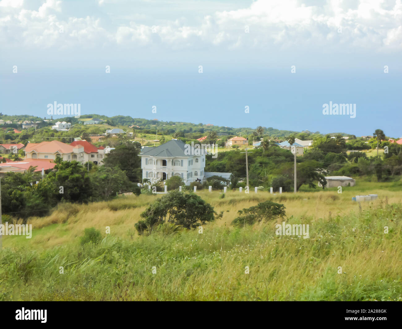 Tall guinea grass hi-res stock photography and images - Alamy