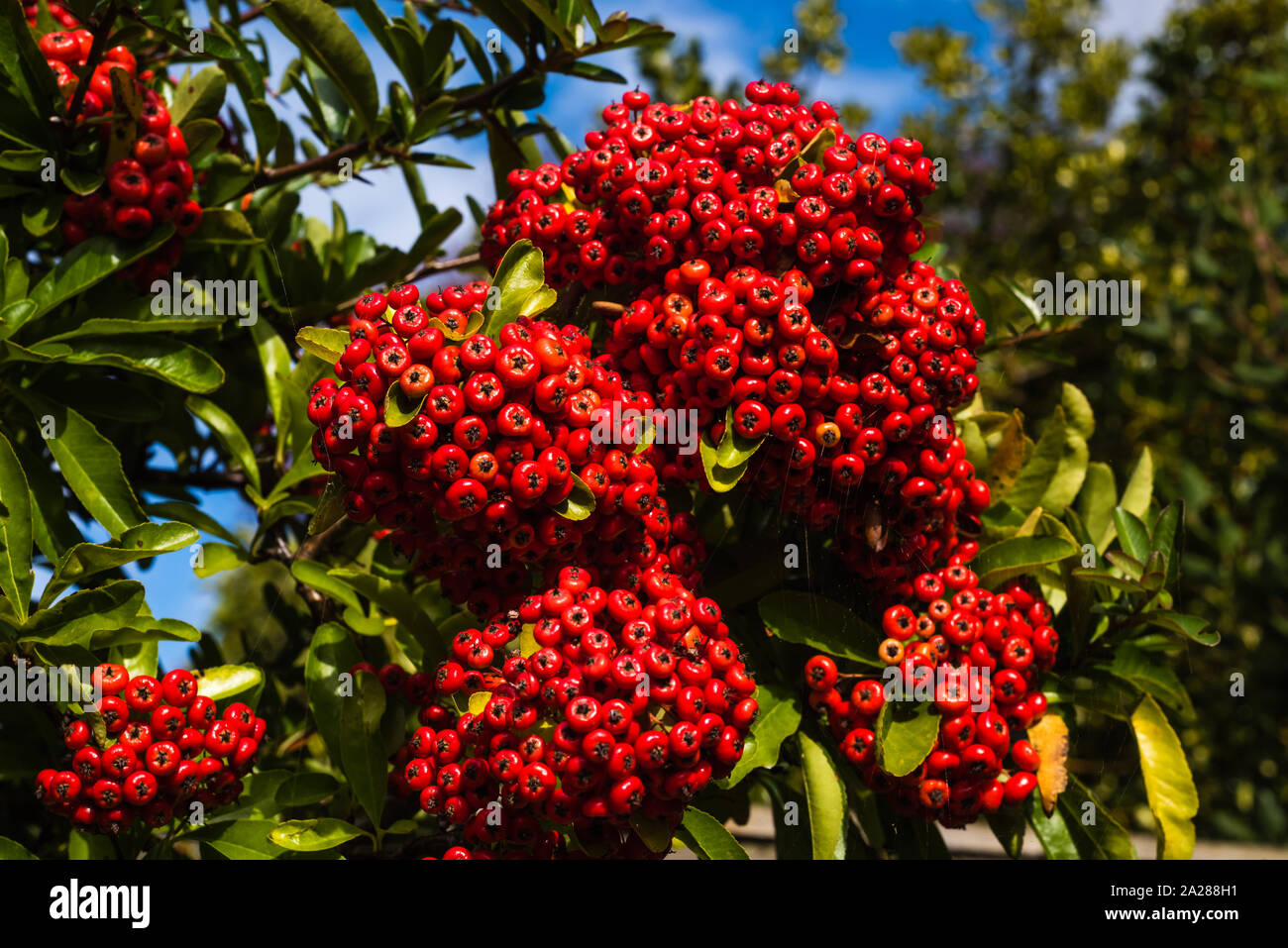 Pyracantha Saphyr Rouge "Cadrou" or Firethorn growing in a country ...