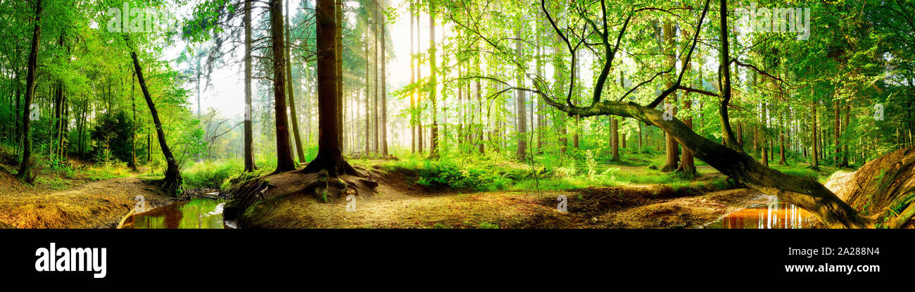 Special forest panorama with green trees and bright sunlight in the ...
