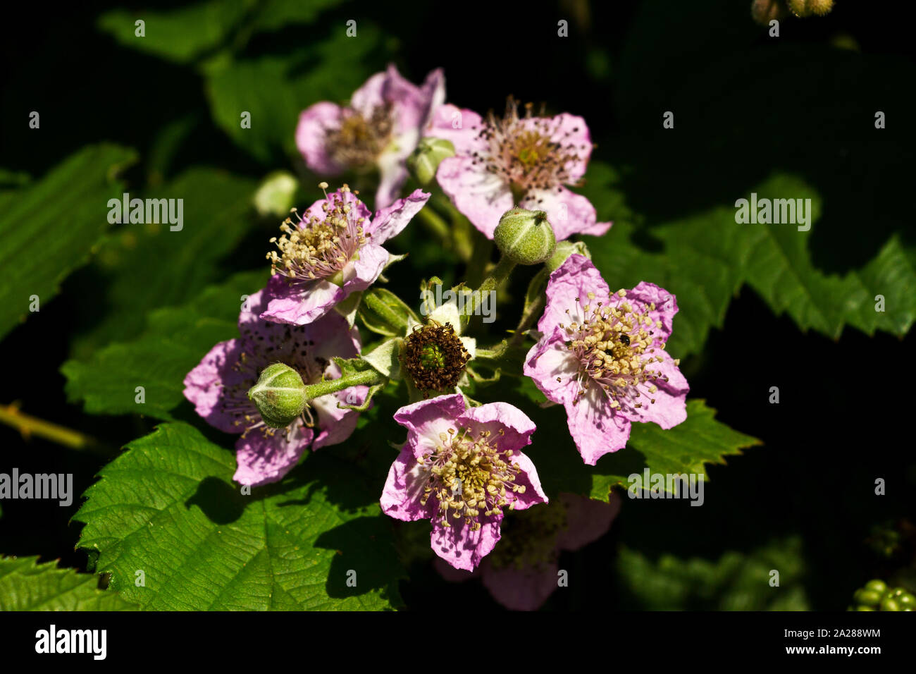 The Blackberry or Bramble is a deciduous to semi-evergreen shrub with ...