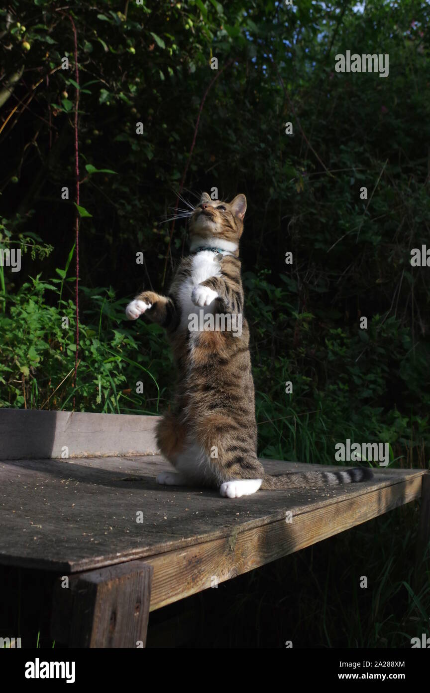 Tabby cat standing on back legs Stock Photo - Alamy