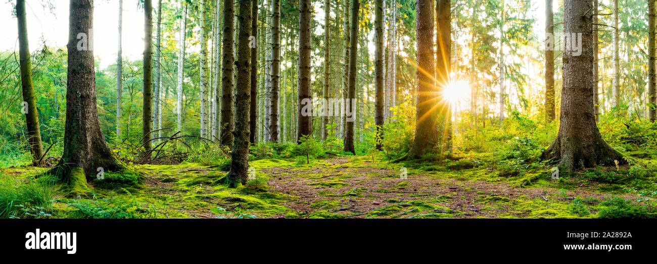 Beautiful forest landscape bright hi-res stock photography and images ...