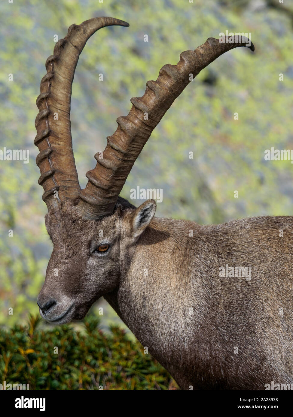 Alpine Ibex, Aiguilles Rouge massif, Chamonix Mont-Blanc, Haute-Savoie ...