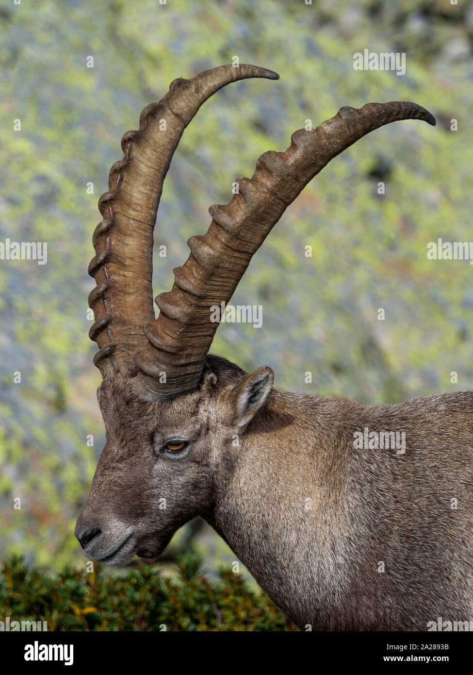 Alpine Ibex, Aiguilles Rouge massif, Chamonix Mont-Blanc, Haute-Savoie ...