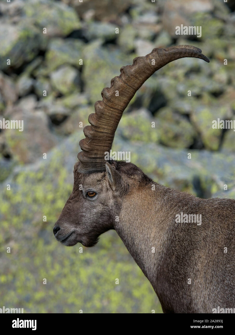 Alpine Ibex, Aiguilles Rouge massif, Chamonix Mont-Blanc, Haute-Savoie ...