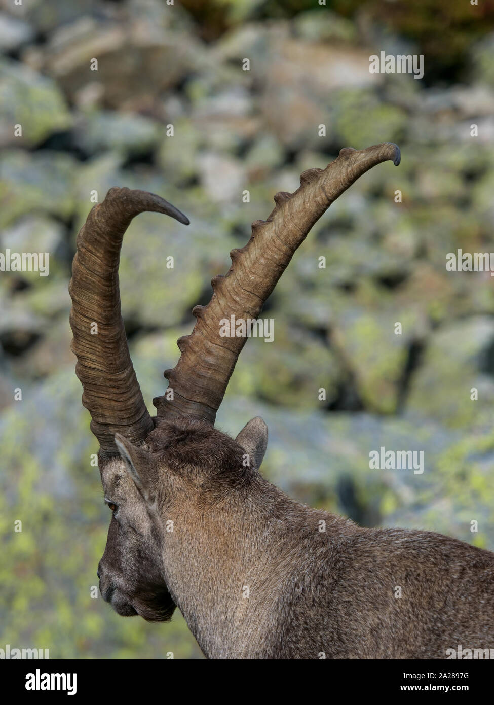 Alpine Ibex, Aiguilles Rouge massif, Chamonix Mont-Blanc, Haute-Savoie ...