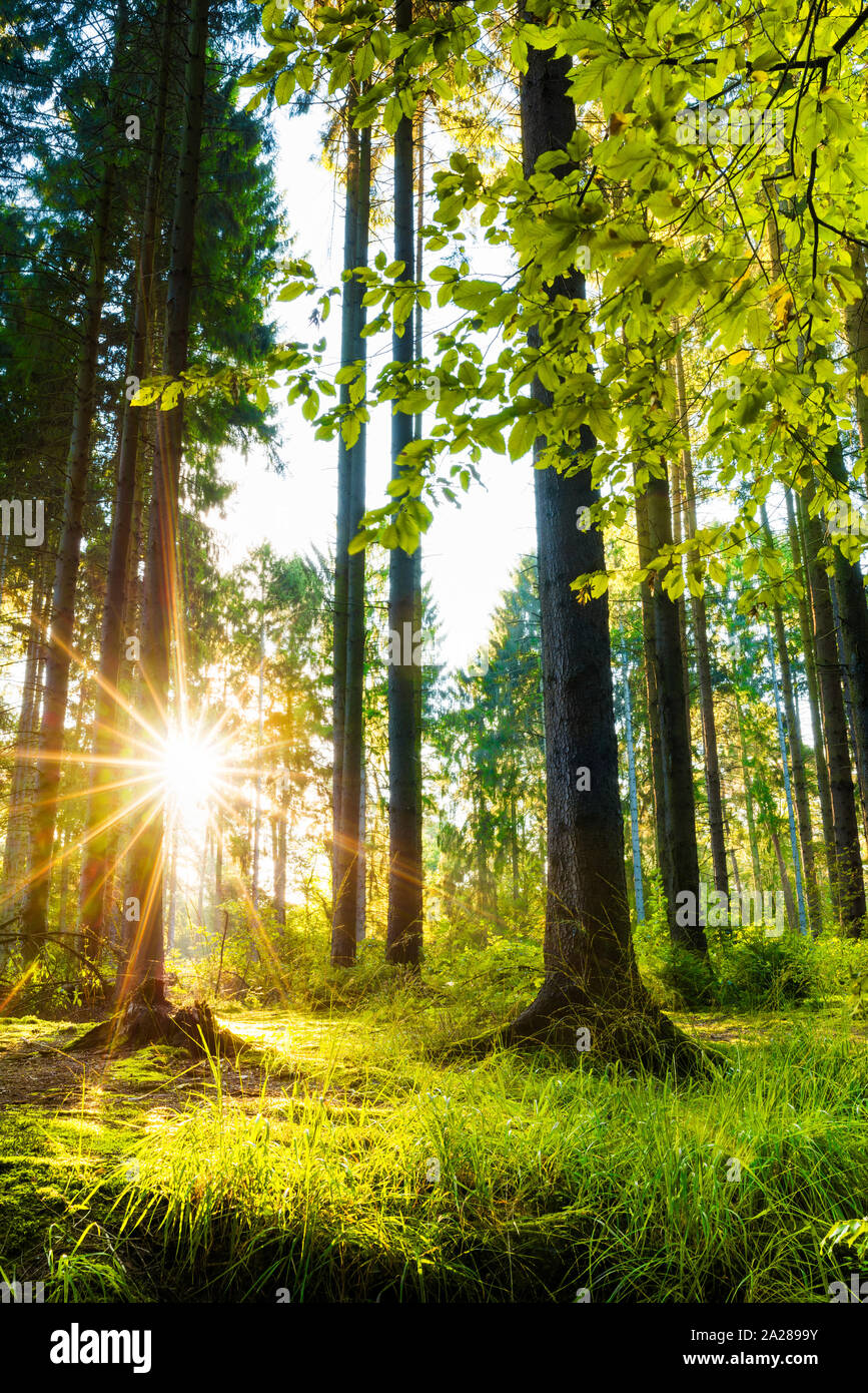 Sunlight through trees hi-res stock photography and images - Alamy