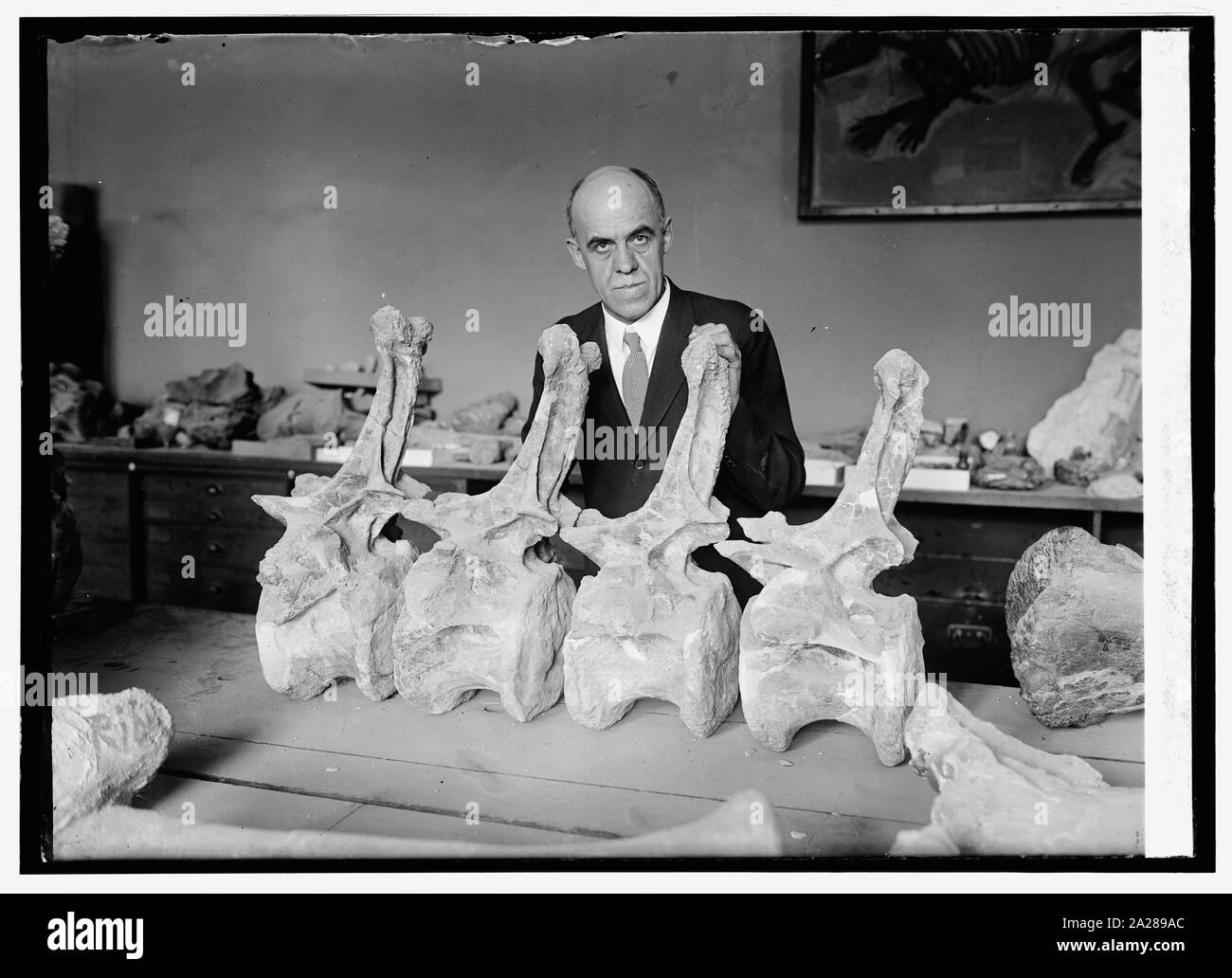 Prof. Chas. Gilmore of Smithsonian Institution with dinosaur ...
