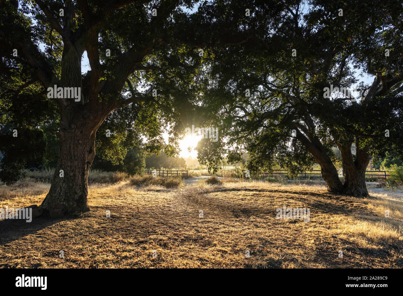 Sunrise valley with beautiful sun light and scenic trees hi-res stock ...