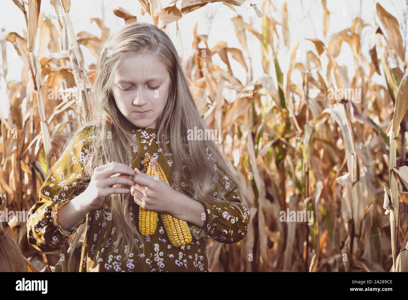pretty blonde girl in a corn field with ears of corn Stock Photo - Alamy