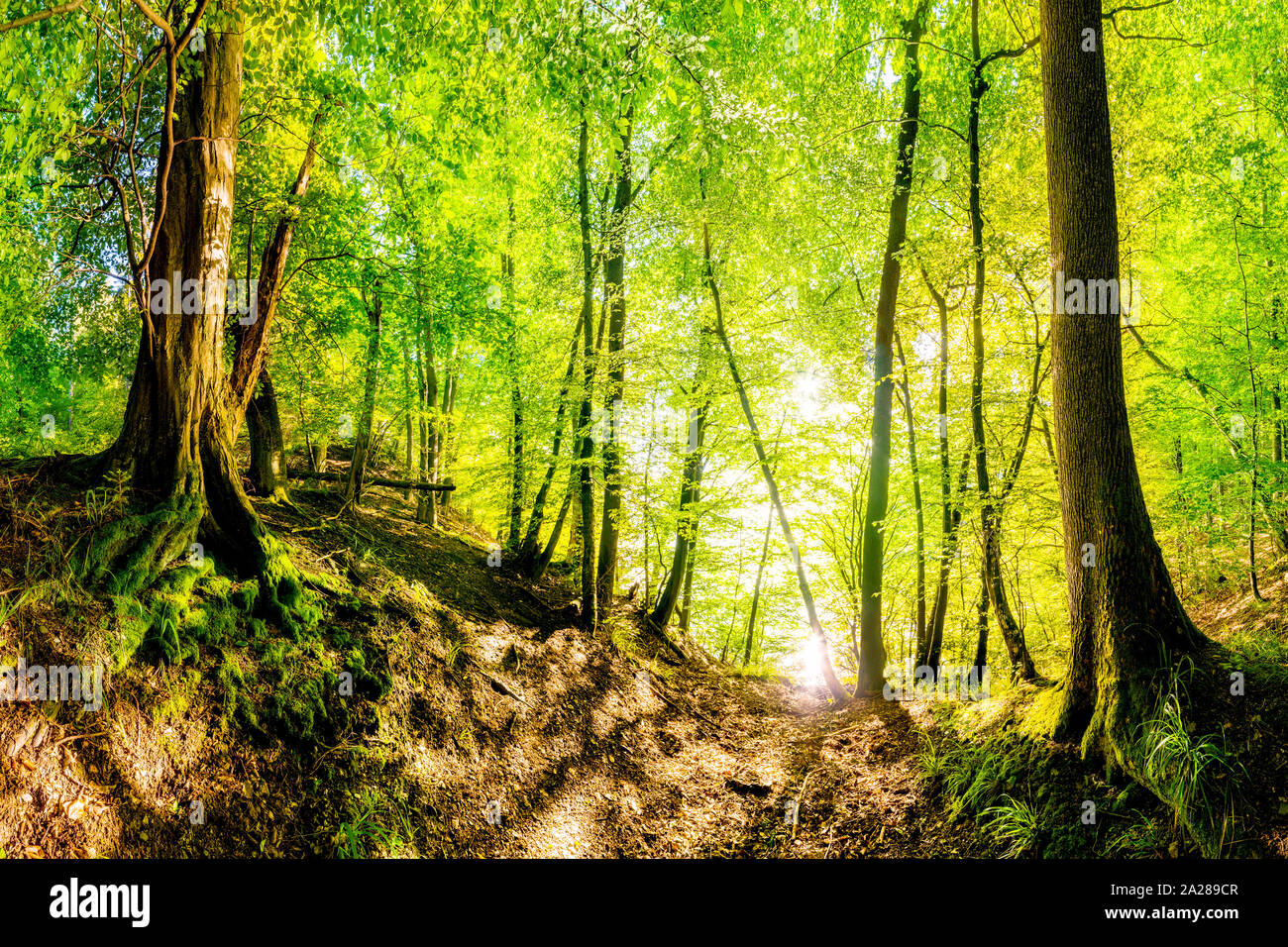 Summer landscape tree trees environment hi-res stock photography and ...