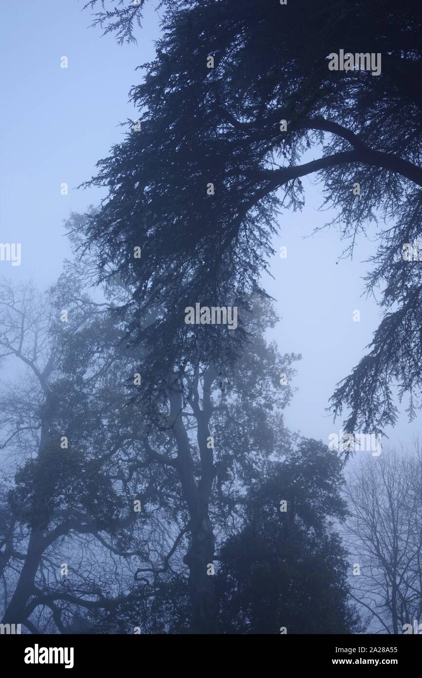 Wych Elm (Ulmus glabra), on a Misty Winters Day. Exeter, Devon, UK ...