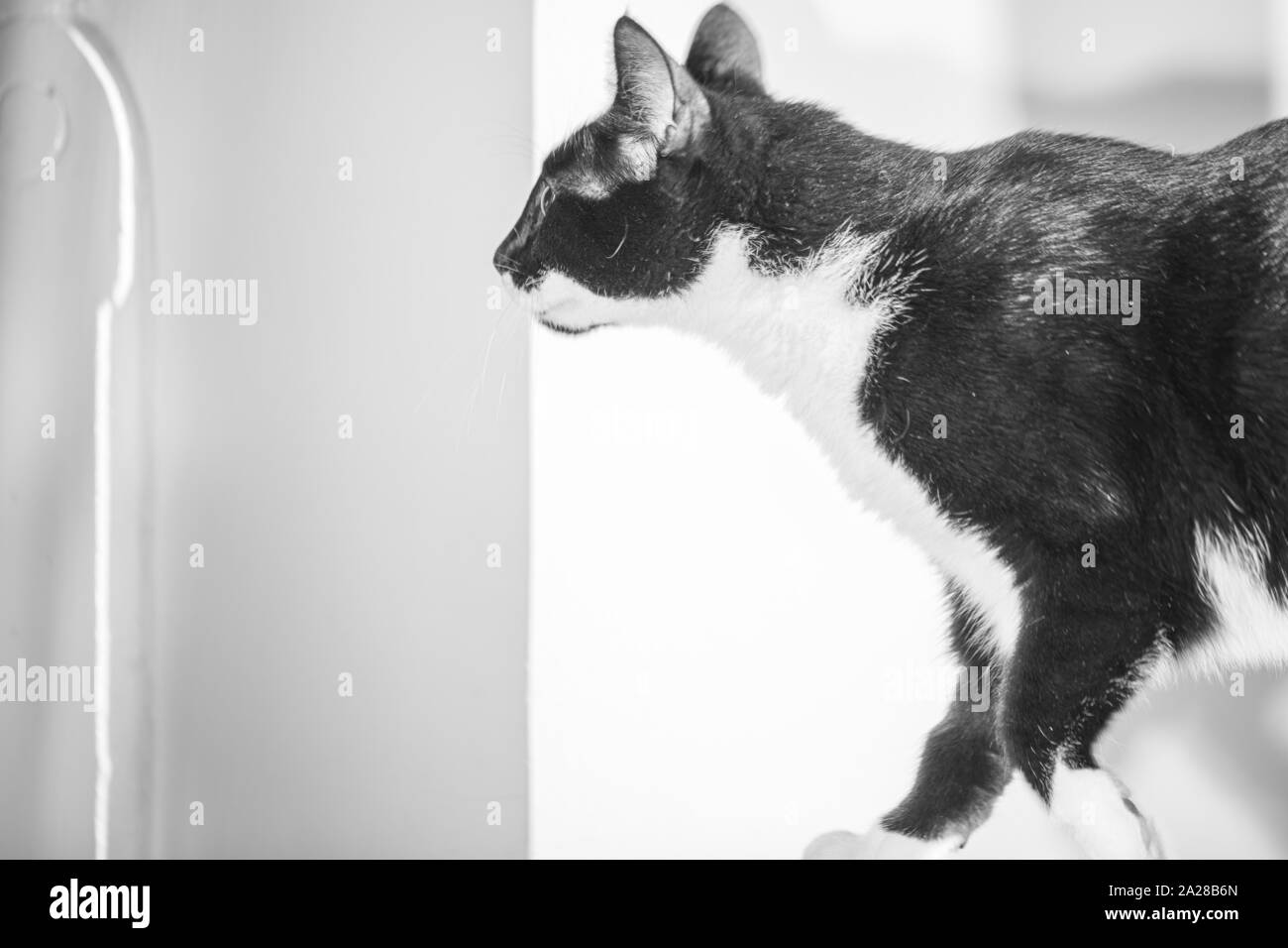 Cat hunting, waiting for food, wild face expression, Wild eyes Stock ...