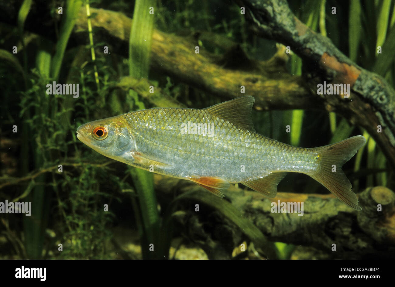 Rotauge, Plötze, Rutilus rutilus, roach Stock Photo - Alamy