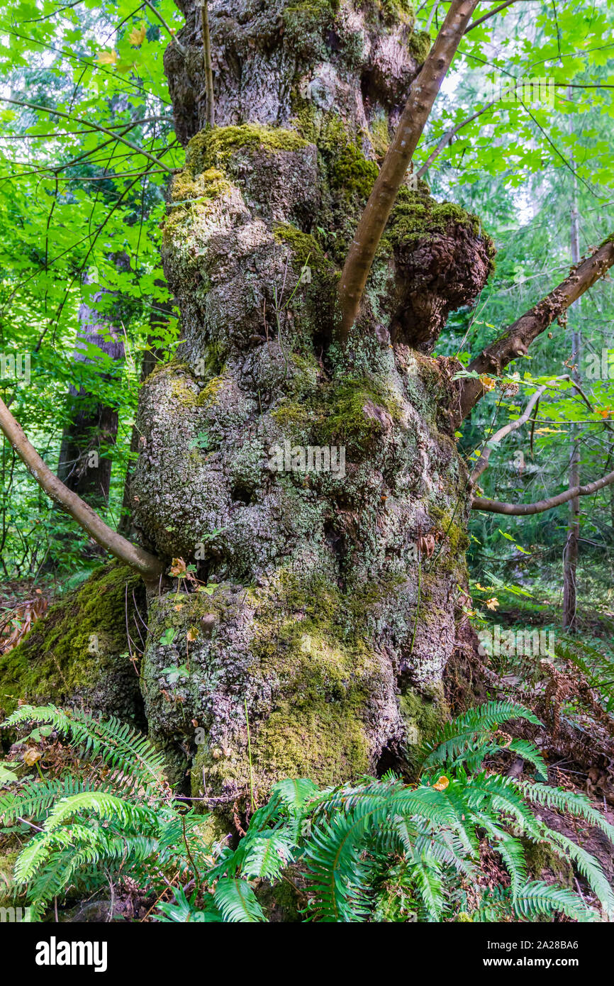 A close-up shot of a tree trunk at Priest Point Park in Olympia ...