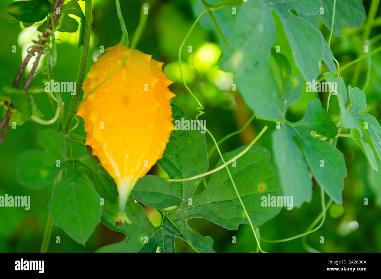 Cerasee hi-res stock photography and images - Alamy