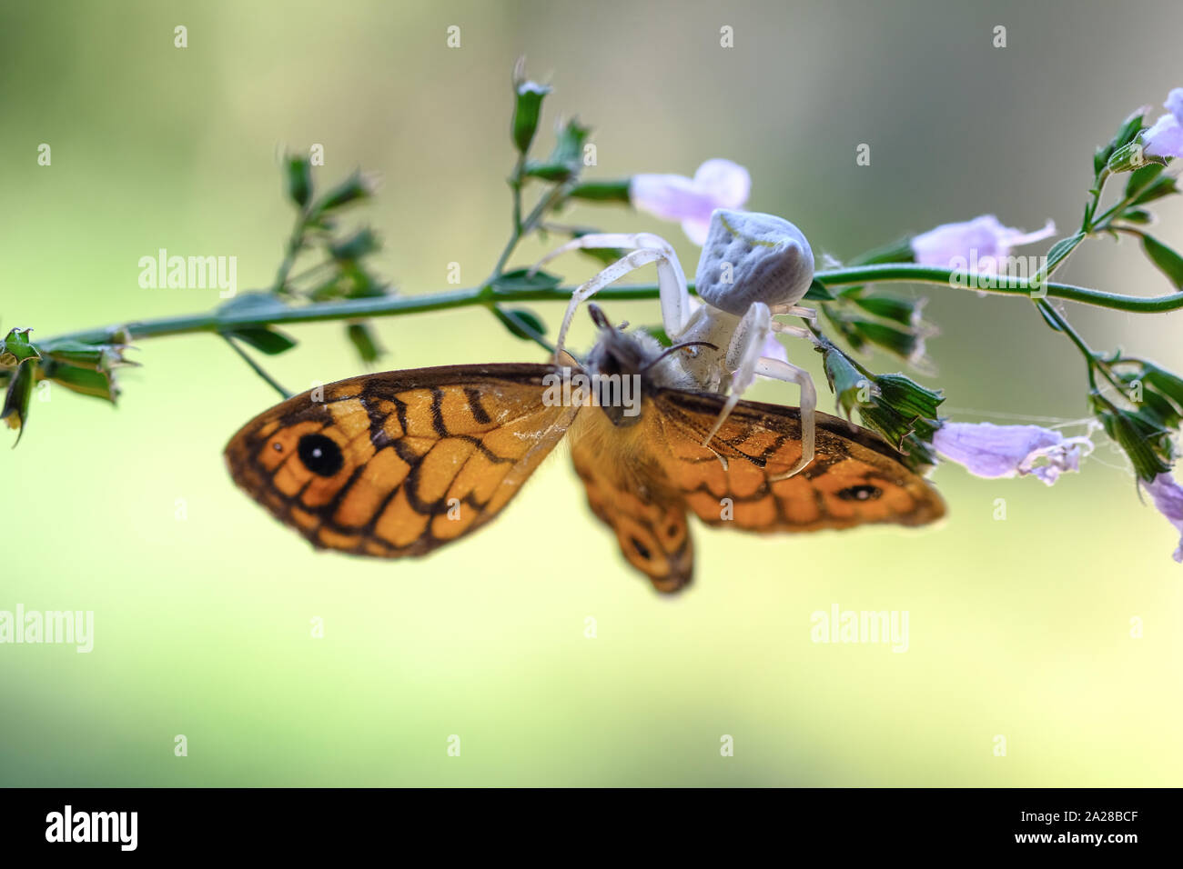 Angry spider hunting butterfly in wild plant ecosystem, insect animals ...