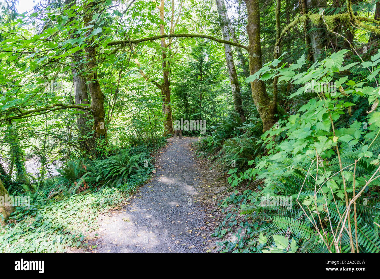 A trail at Priest Point Park in Olympia, Washington Stock Photo - Alamy