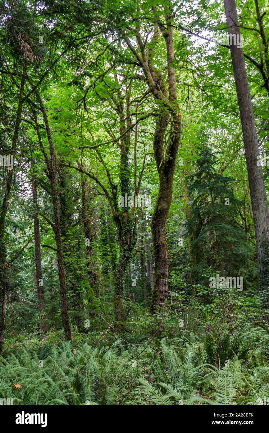 A variety of trees at Priest Point Park in Olympia, Washington Stock ...