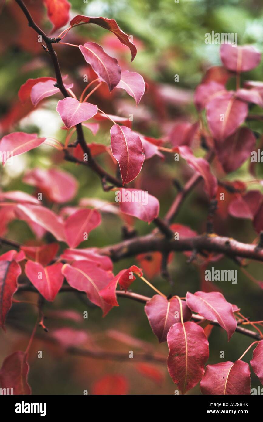 Golden pear autumn tree hi-res stock photography and images - Alamy