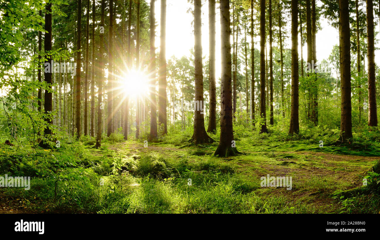 Spring in the forrest hi-res stock photography and images - Alamy