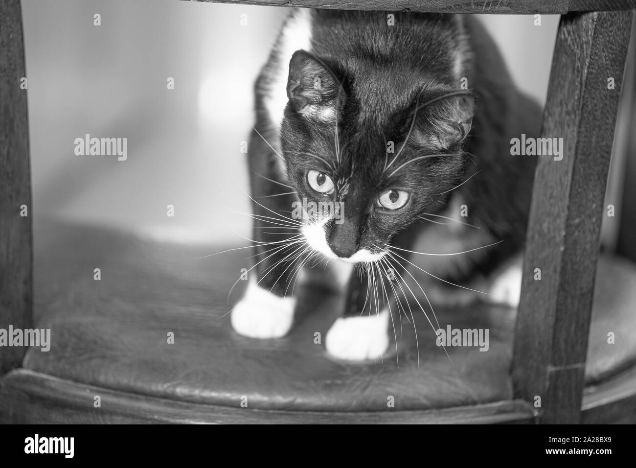 Cat hunting, waiting for food, wild face expression, Wild eyes Stock ...