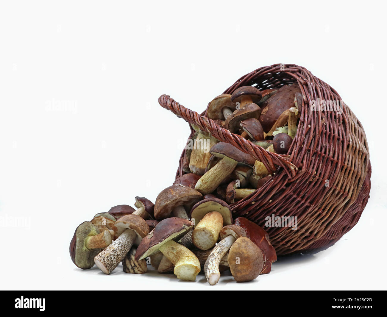Fresh wild mushrooms in fallen basket isolated on white background ...