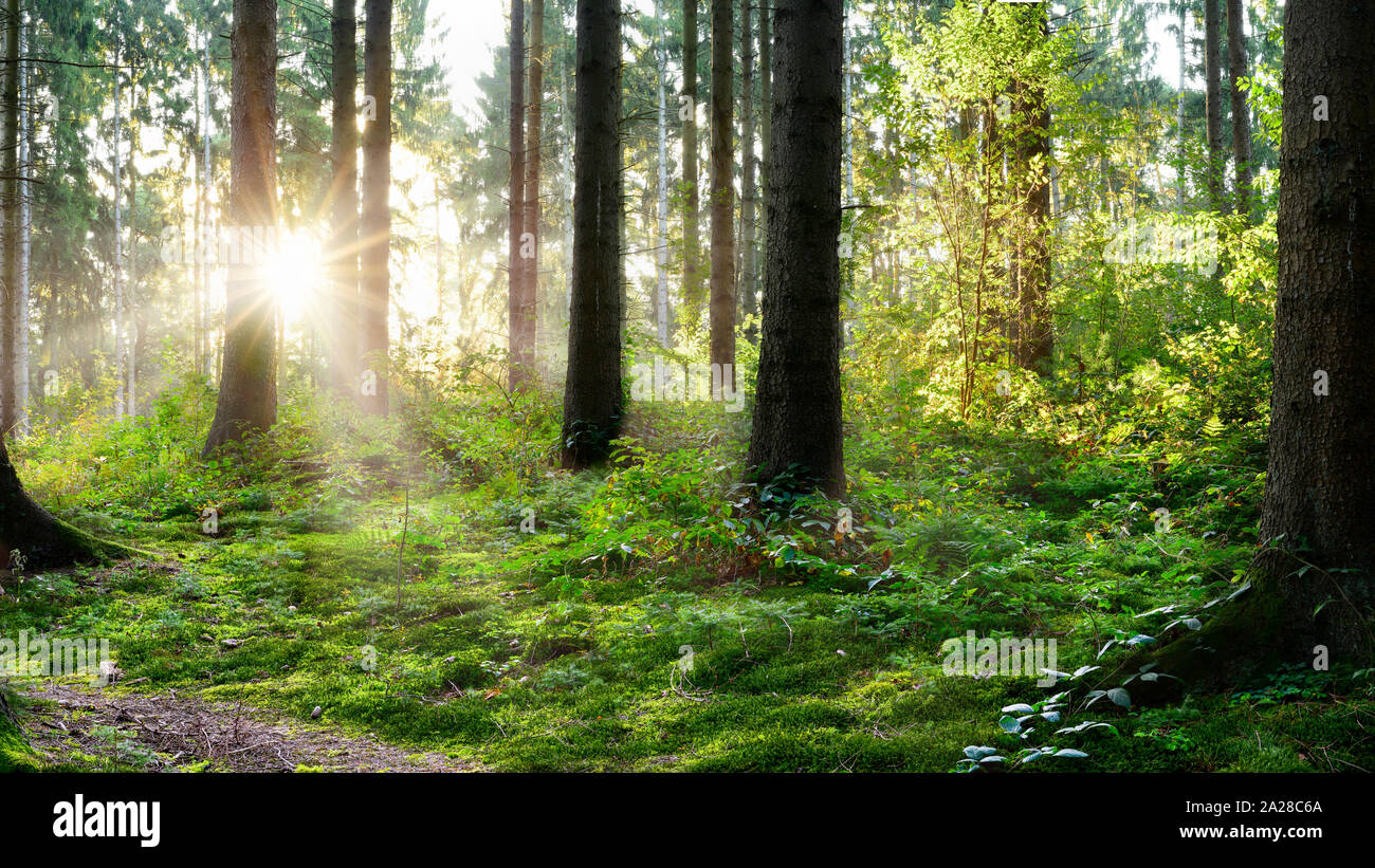 Beautiful sunlight on trees hi-res stock photography and images - Alamy
