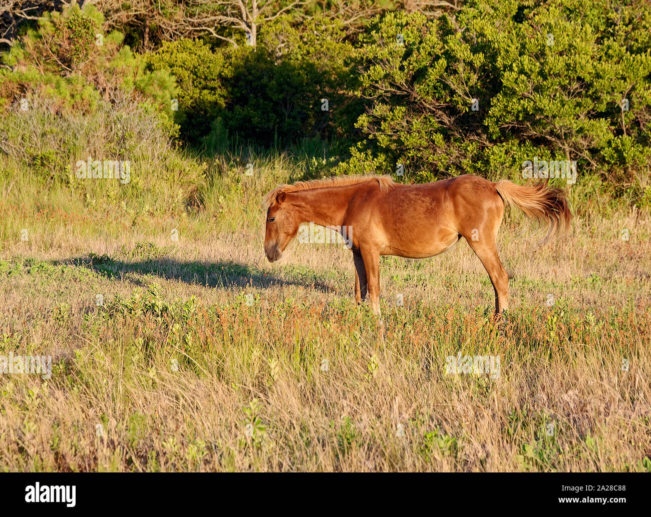 wild horse; filly, animal; wildlife; side view, portrait, golden hour ...