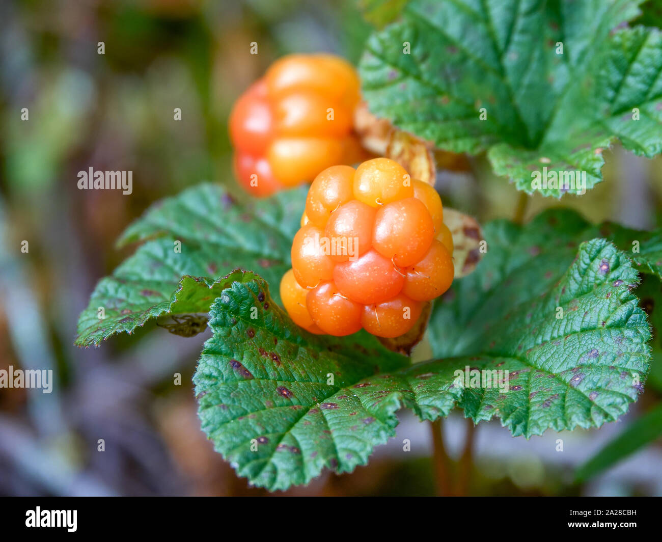 Rubus chamaemorus berries hi-res stock photography and images - Alamy